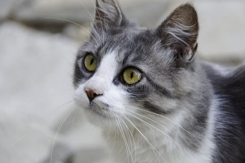 White and grey cat stock image. Image of adorable, young - 26612935