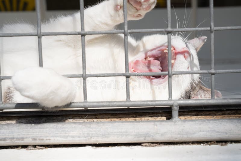 Cat Gasping Heat Stock Photos - Free & Royalty-Free Stock Photos from ...