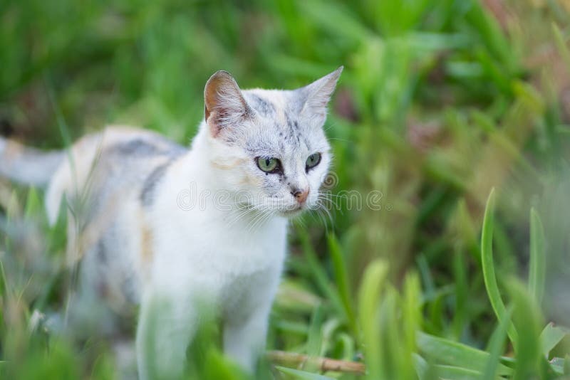 White-grey Cat Standing on the Grasses Stock Photo - Image of nature ...