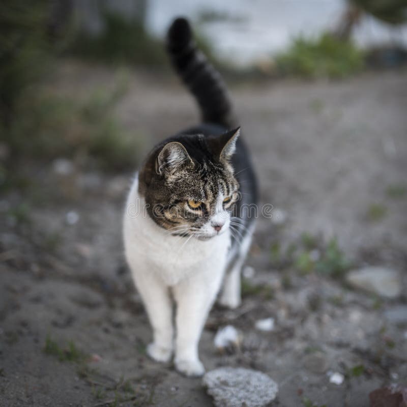 White And Grey Cat Standing On Grey Sand During Daytime Picture. Image ...