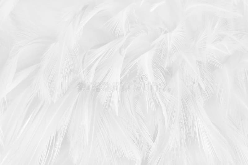 3,723 Duck Feather Pattern Stock Photos - Free & Royalty-Free Stock ...