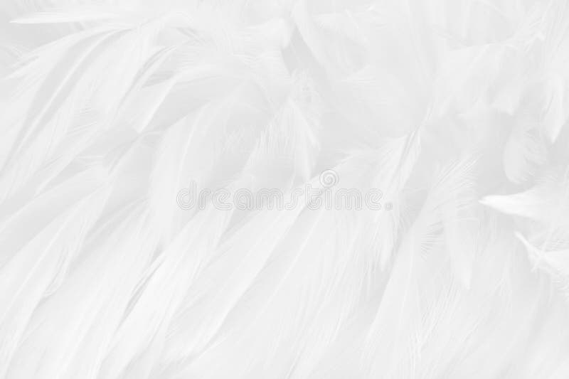 White Grey Color Bird Feather Pattern Texture for Background and Design ...