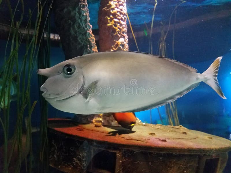 134 Large Nose Fish Swimming Aquarium Stock Photos - Free & Royalty ...