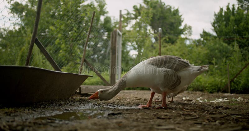 White Goose Drinking Water from a Puddle in a Farm Yard Stock Footage ...