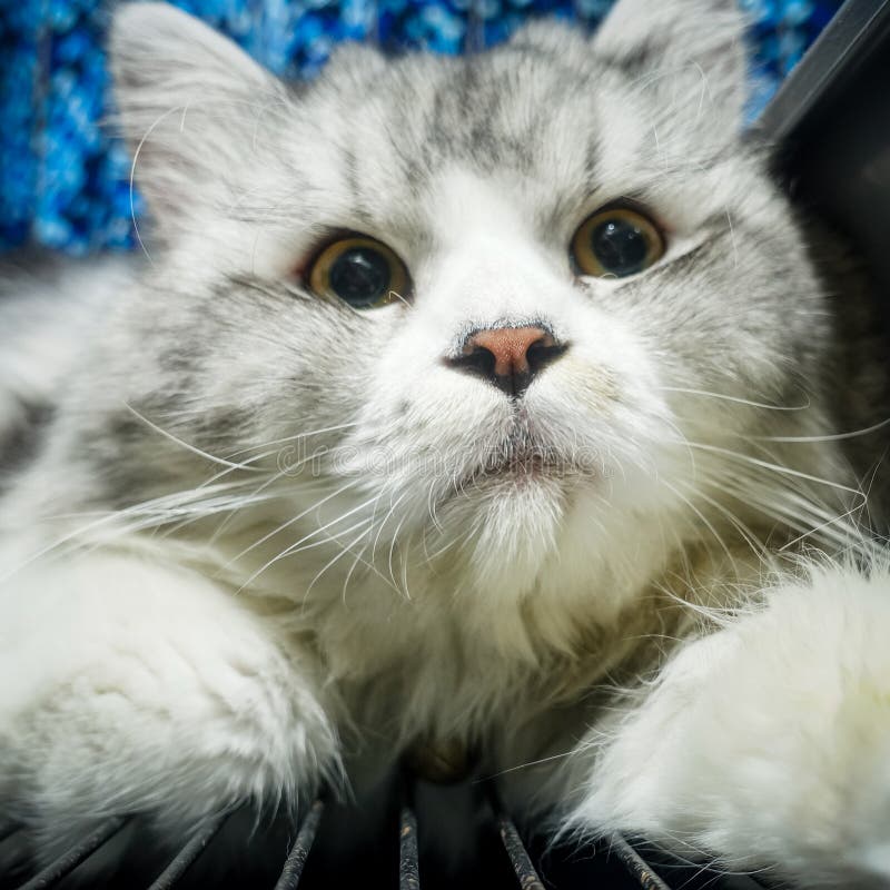 A White Grey Persian Cat Showing Surprised Expression. Stock Image - Image of white, surprised ...