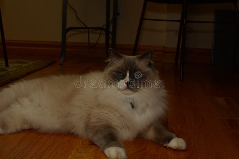White and Grey Ragdoll Cat with Bright Blue Eyes Stock Image - Image of ...
