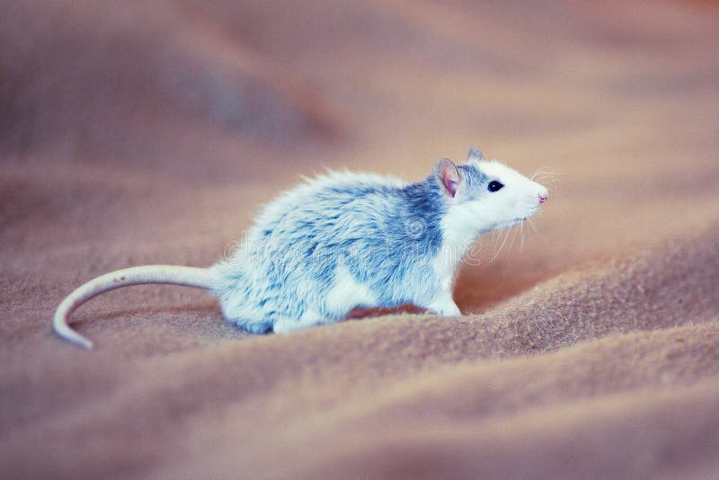 White and Grey Rat, Close Up. Small Rat Stock Photo - Image of foot ...