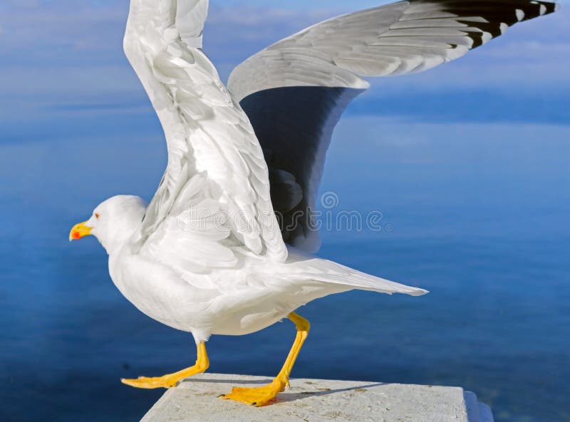 White and grey seagull stock photo. Image of gull, natural - 165956186