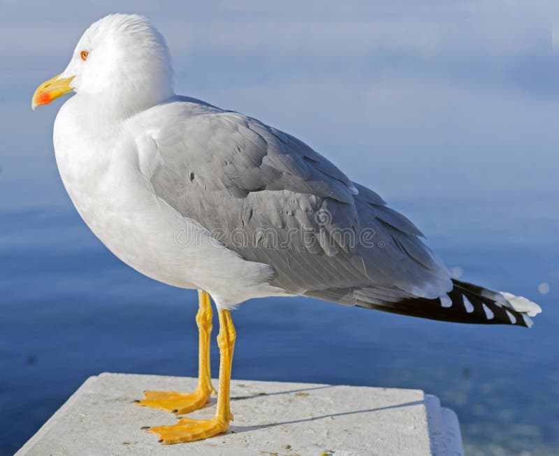 White and grey seagull stock photo. Image of natural - 167426148