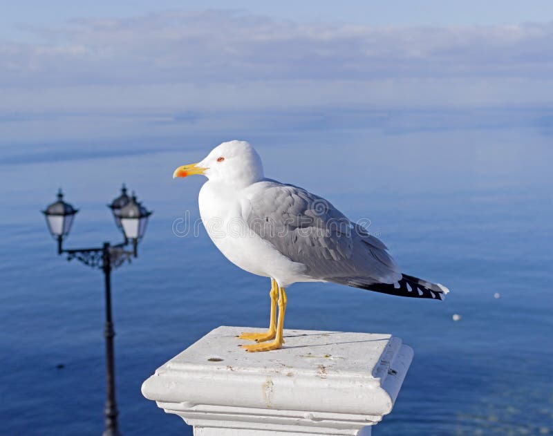 White and grey seagull stock photo. Image of natural - 167426160