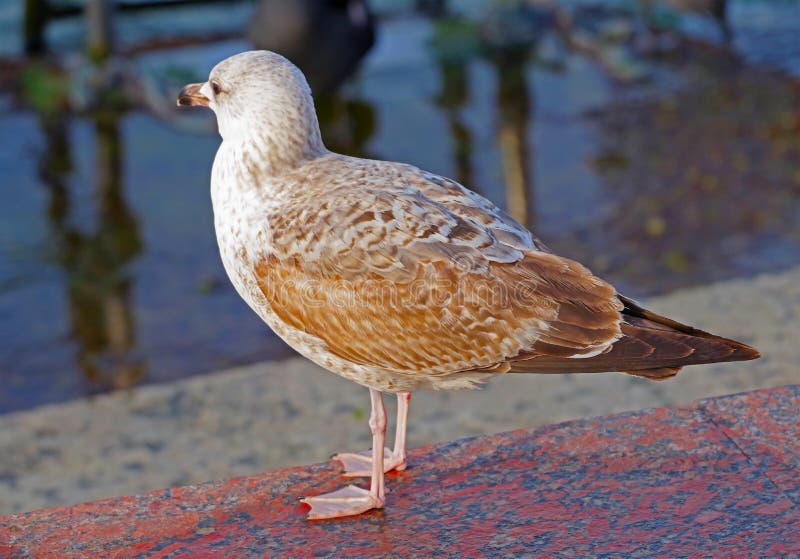 White and grey seagull stock image. Image of seagull - 168442527