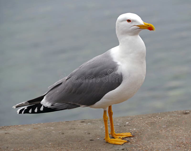 White and grey seagull stock image. Image of wildlife - 170052185