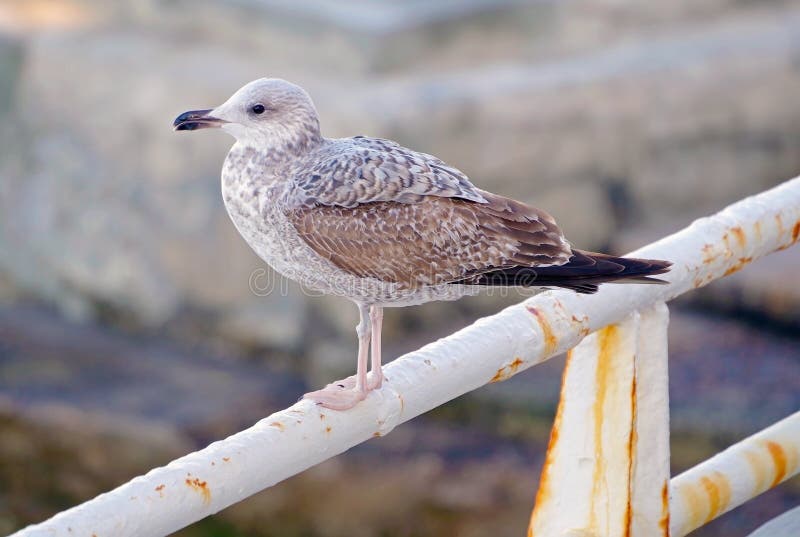 White and grey seagull stock photo. Image of fauna, freedom - 170227314