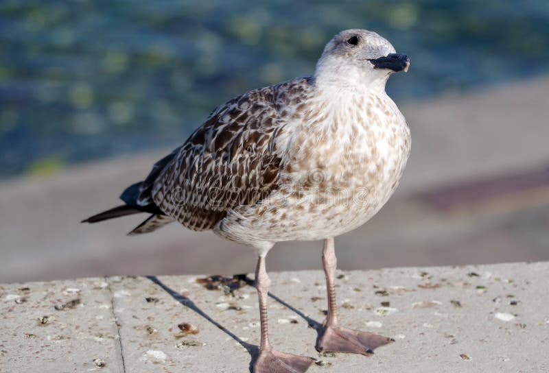 White and grey seagull stock image. Image of isolated - 196250183