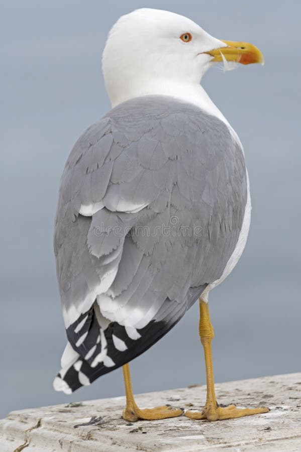 White and grey seagull stock image. Image of white, water - 212426847