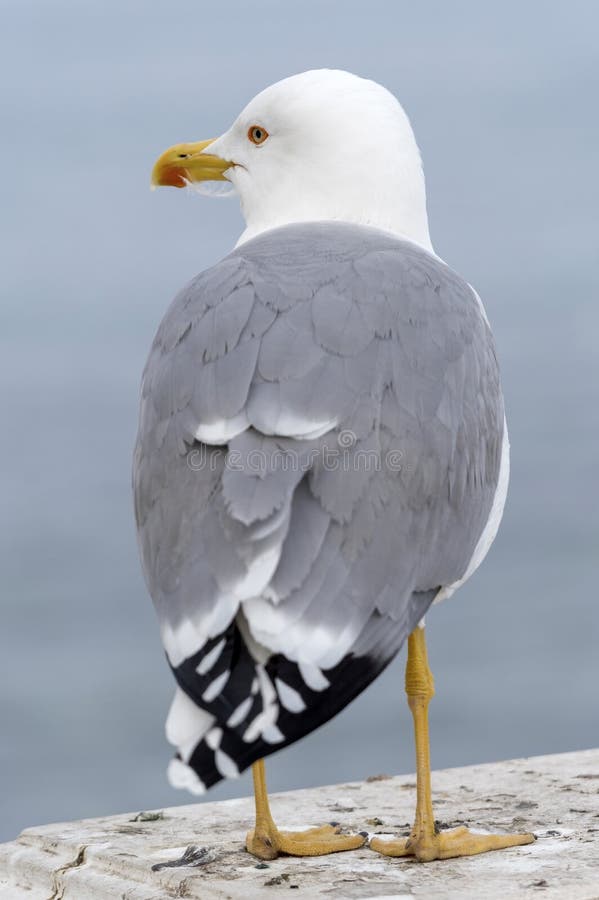 White and grey seagull stock photo. Image of seabird - 212685736