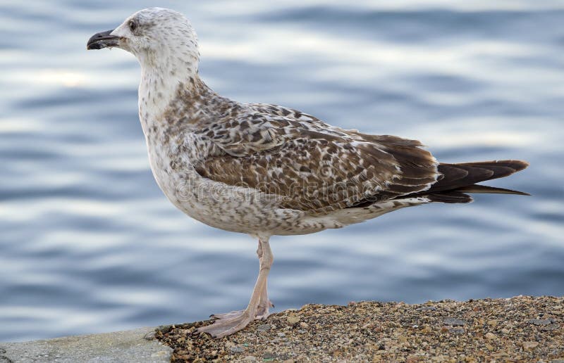 White and grey seagull stock photo. Image of gull, seabird - 234384656