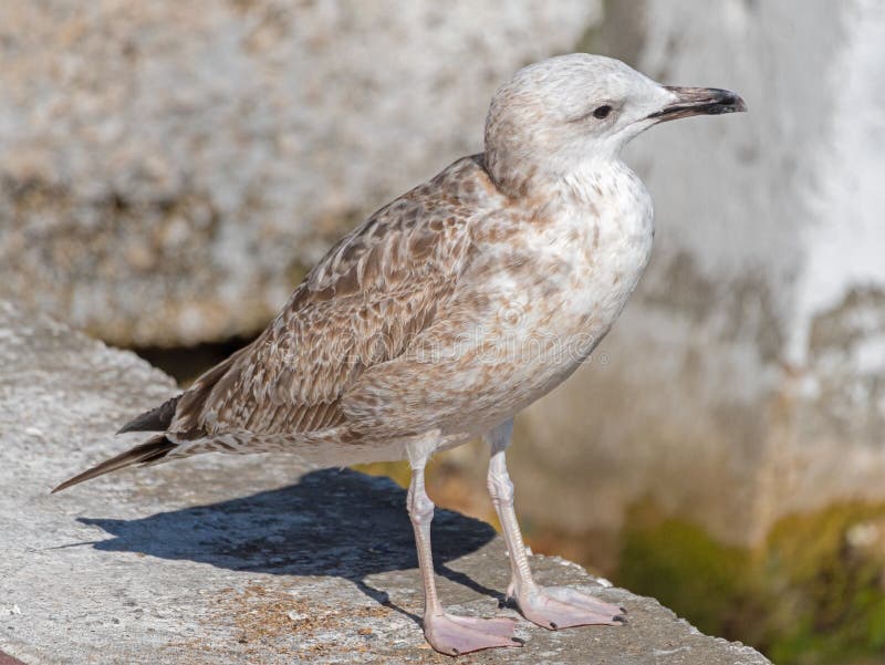 White and grey seagull stock image. Image of beautiful - 261172383