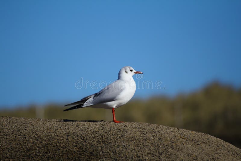 See gull stock photo. Image of bird, blue, nature, white - 214210202