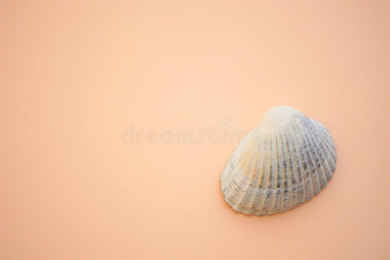 White Grey Seashell on a Creamy Beige Table Stock Image - Image of ...