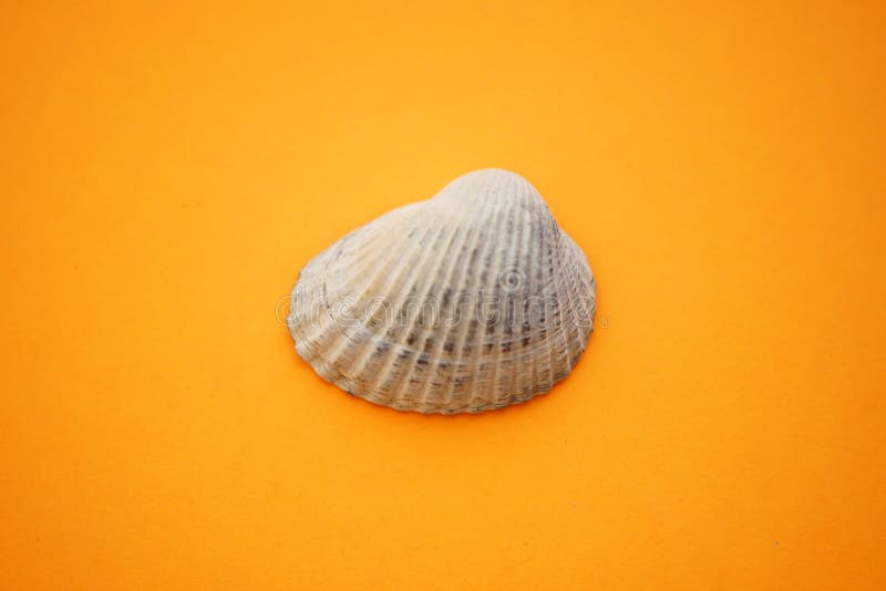 White Grey Seashell on an Orange Table in Center Stock Photo - Image of ...