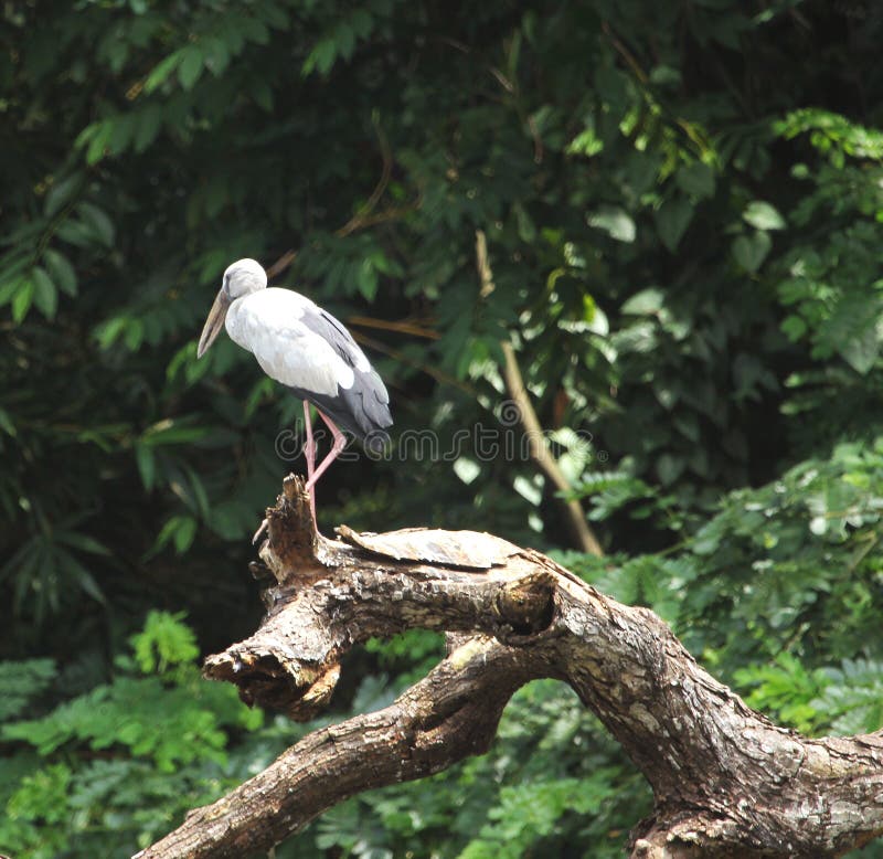 White and grey stork stock image. Image of wildlife - 103764321