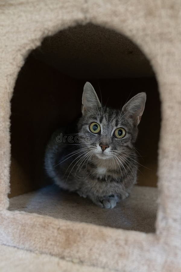 A White and Grey Tabby Cat Sitting and Hiding in a Safe Spot in a ...