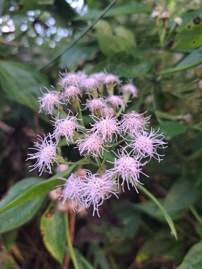 Flower called rib of adao stock photo. Image of erotic - 142737490