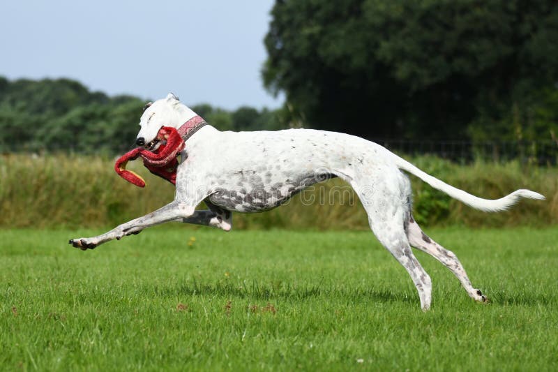 Greyhound Spotted Stock Photos - Free & Royalty-Free Stock Photos from ...