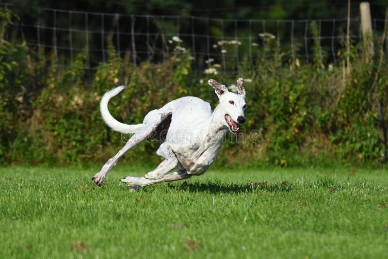 Running Greyhound stock image. Image of hunt, rapid, gallop - 51190397