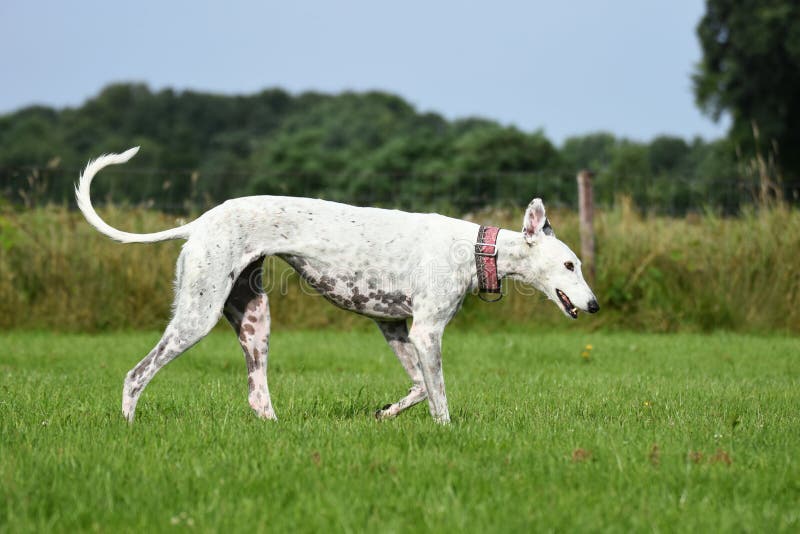 White Greyhound Rolling Around in the Grass Stock Image - Image of ...