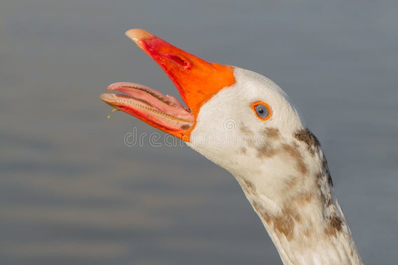White Greylag Goose with Mouth Open and Tongue Stock Photo - Image of ...