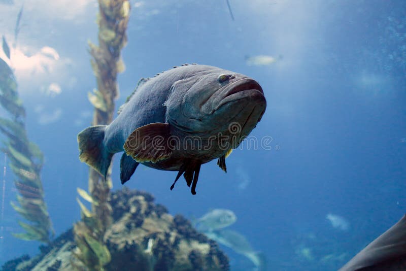Giant grouper stock photo. Image of epinephelus, nature - 10588600