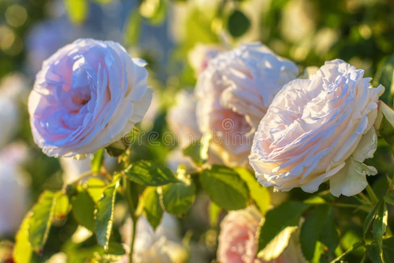 White growing roses stock image. Image of petal, rose - 153643013