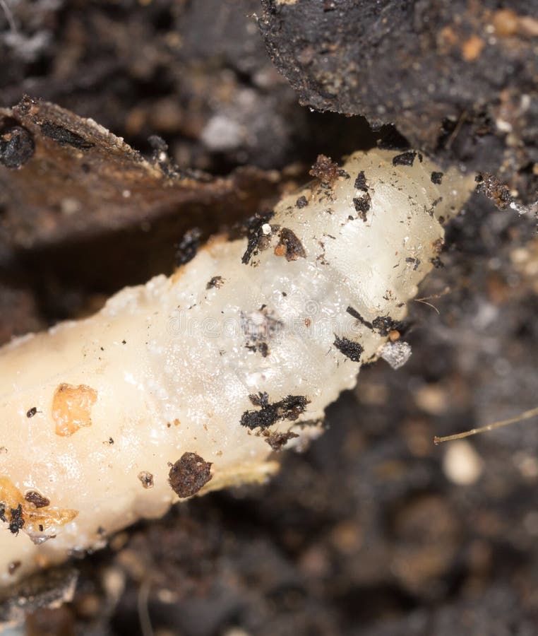 White Grubs in Nature. Macro Stock Photo - Image of pest, land: 105156636