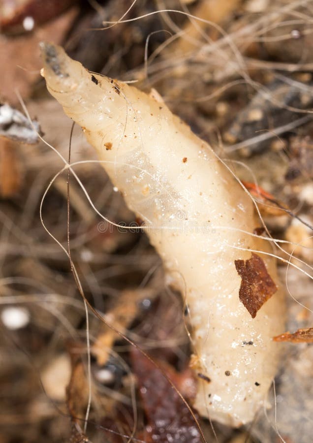 White Grubs in Nature. Macro Stock Photo - Image of agriculture, close ...