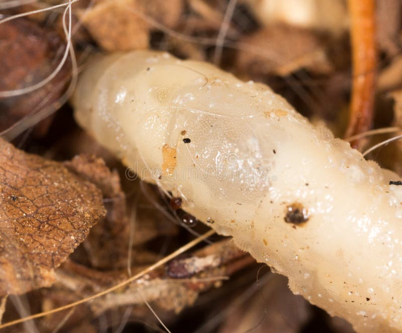 White Grubs in Nature. Macro Stock Image - Image of maggots, grubs ...