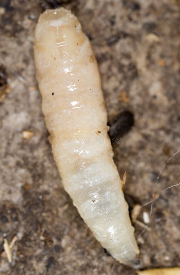 White Grubs in Nature. Macro Stock Image - Image of nature, agriculture ...