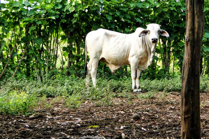 White Guatemalan Brahman Bull Stock Photo - Image of guatemala, white ...