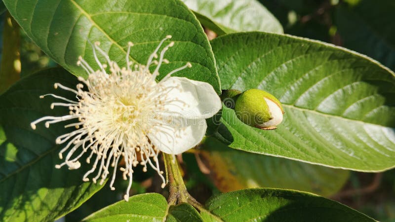 White Guava Flower Two Petals Stock Photos - Free & Royalty-Free Stock ...