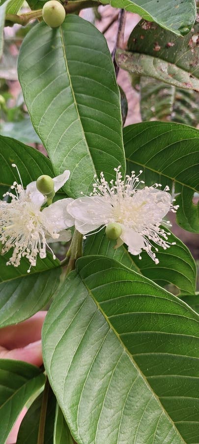 White Guava Flowers are Blooming Stock Image - Image of flowers, fruit ...
