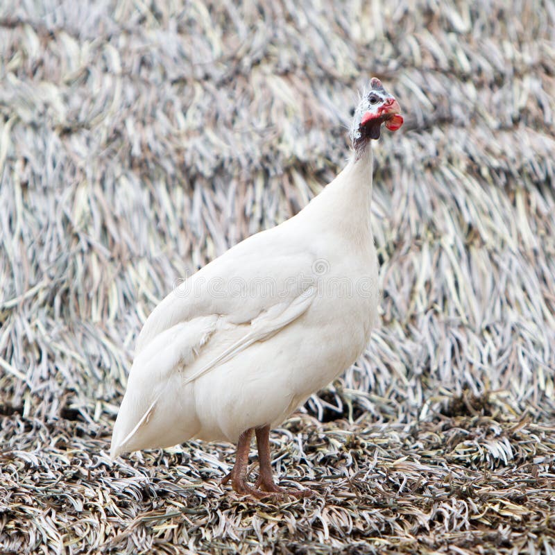White guinea fowl stock photo. Image of animals, mouth - 73990972