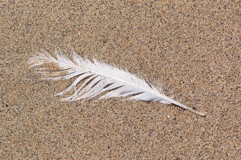 White Gull Feather on the Beach. Stock Image - Image of sand, macro ...