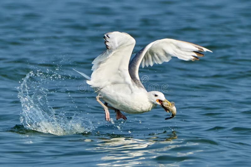 Gull with a fish stock photo. Image of fish, north, ornithology - 64339850
