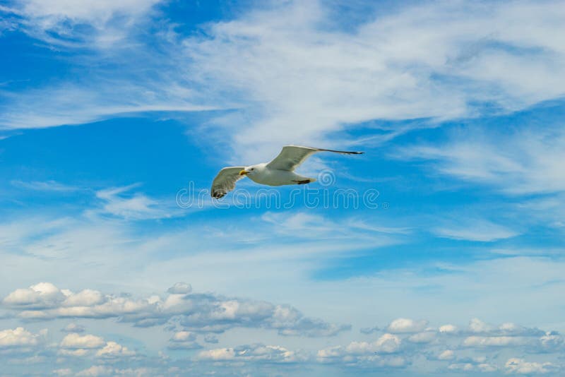 White Gull Flying Lower New York Bay Stock Photo - Image of nature ...