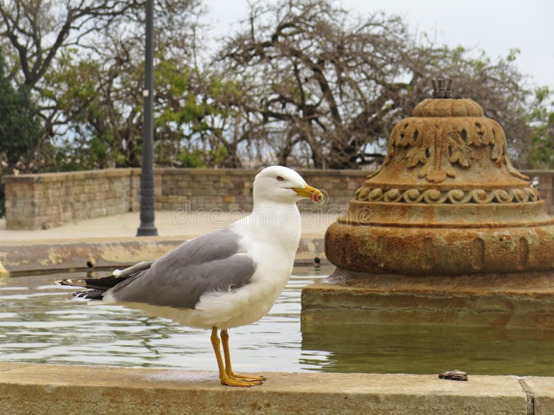 White gull stock photo. Image of wait, gull, outdoors - 89285174