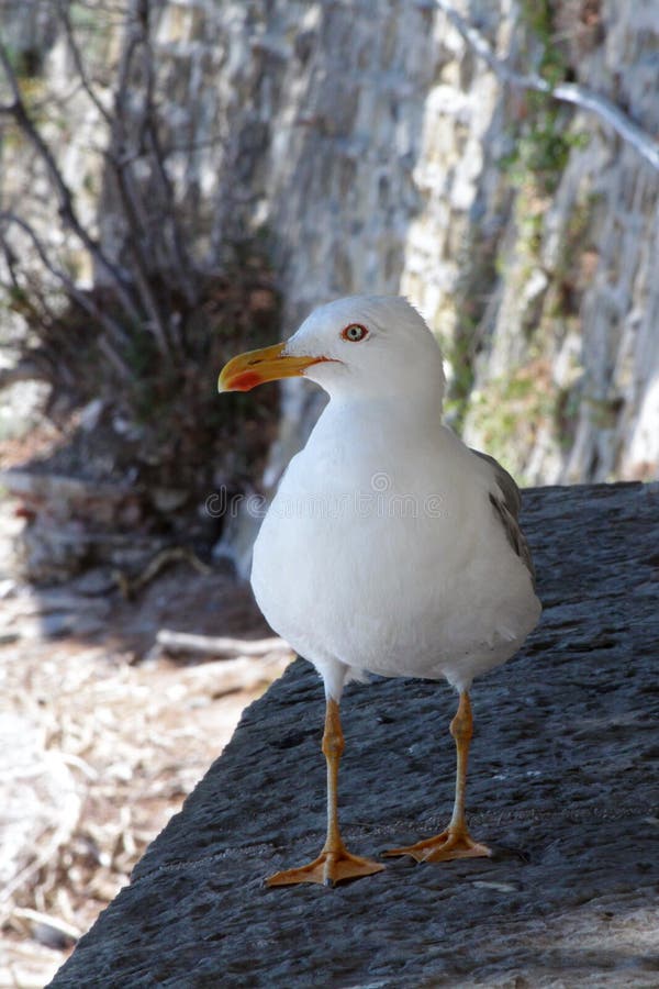 White gull with grey wings stock image. Image of feather - 96781973