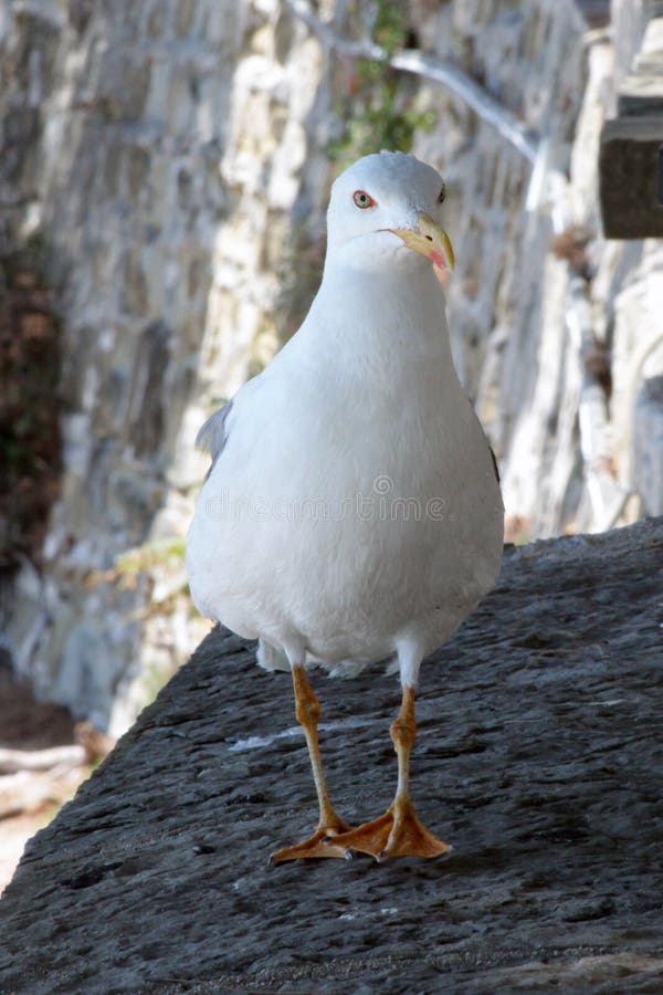 White gull with grey wings stock image. Image of isolated - 96782029