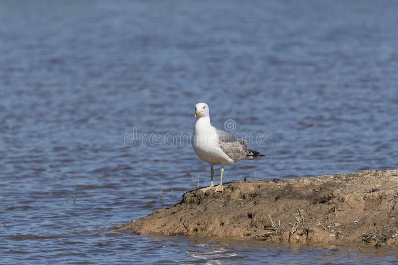 White Gull Sitting Near the Coastline of a Pond during Daytime Stock ...