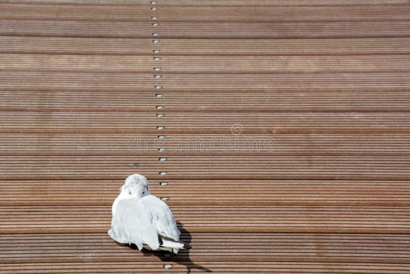 White Gull is Sleeping on the Pier Stock Image - Image of fauna ...